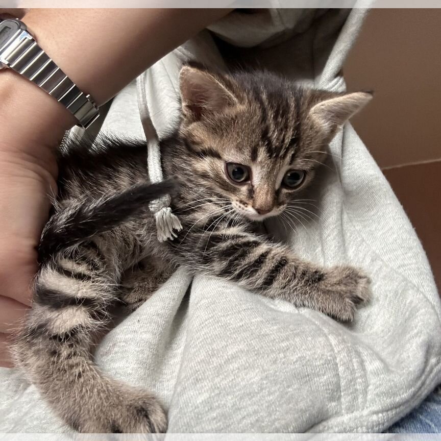Котёнок в добрые руки