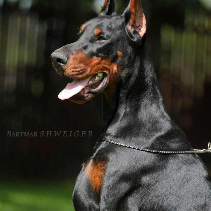 Щенки добермана с документами