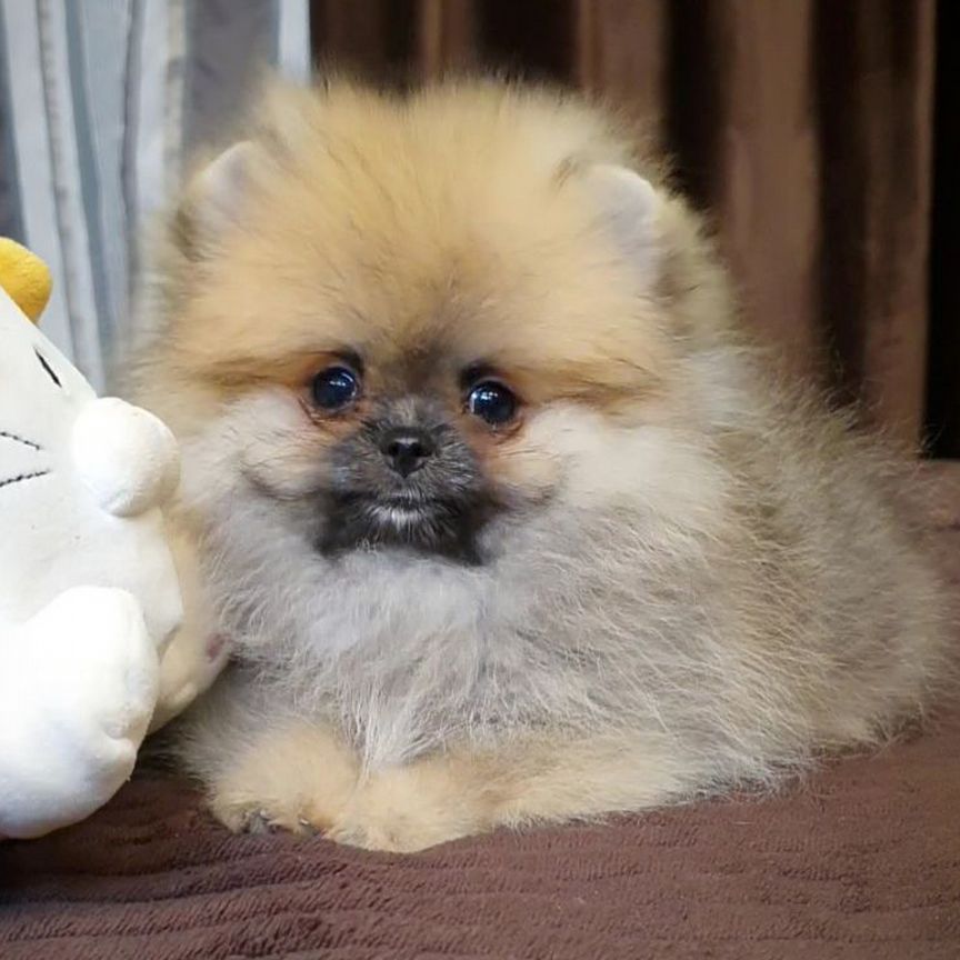 Померанский шпиц микро девочка