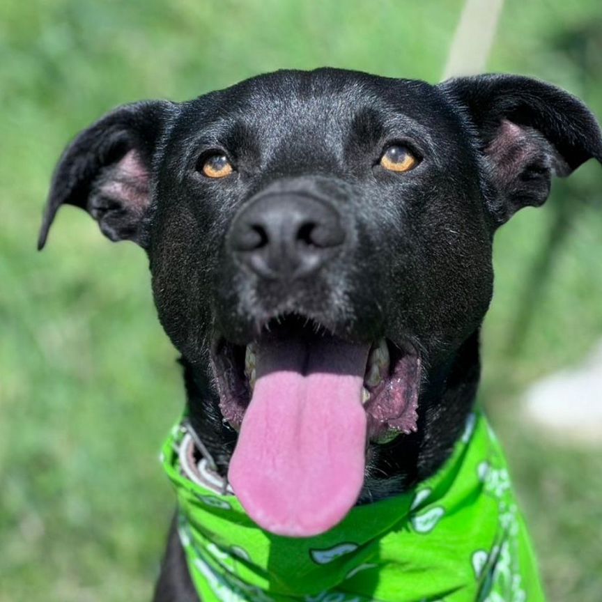 Собака Обаятельный Витас