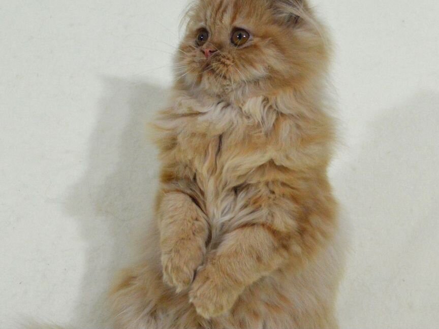 Шотландская вислоухая кошечка, возраст 8 месяцев