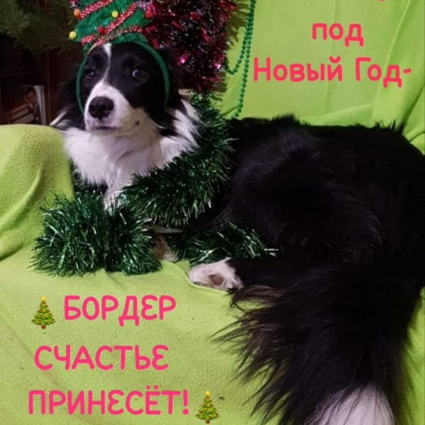 Кто ждал наших бордерят- welcome