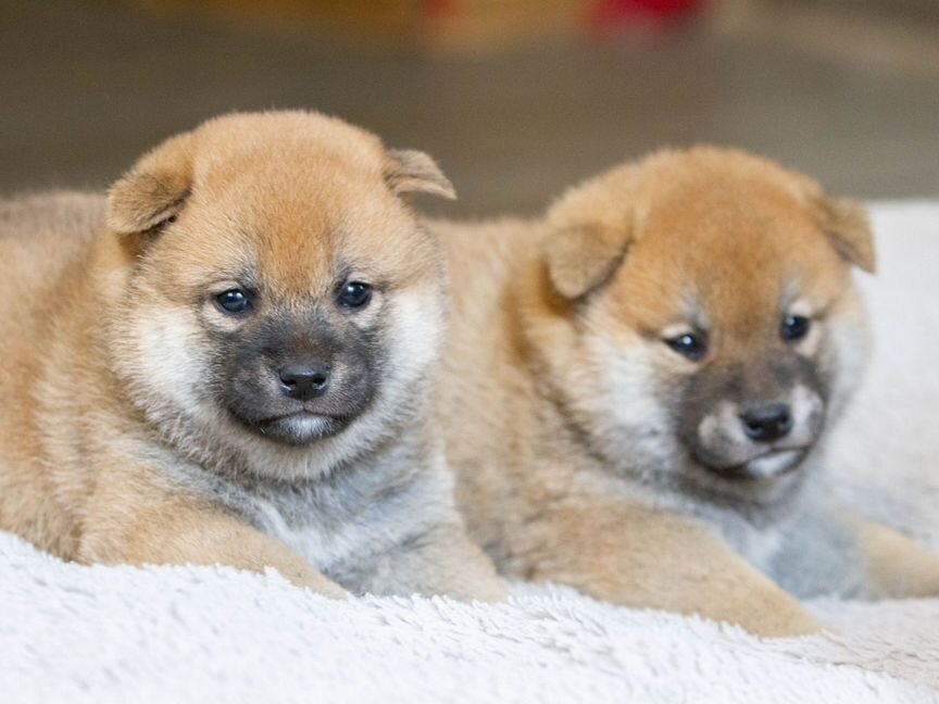 Щенки сиба шиба ину. Мальчики и девочка