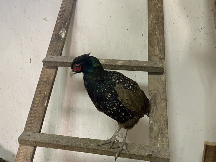 Румынские фазаны