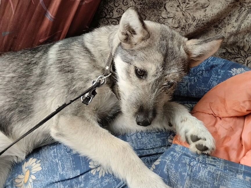 Щенок остается без дома при переезде хозяев