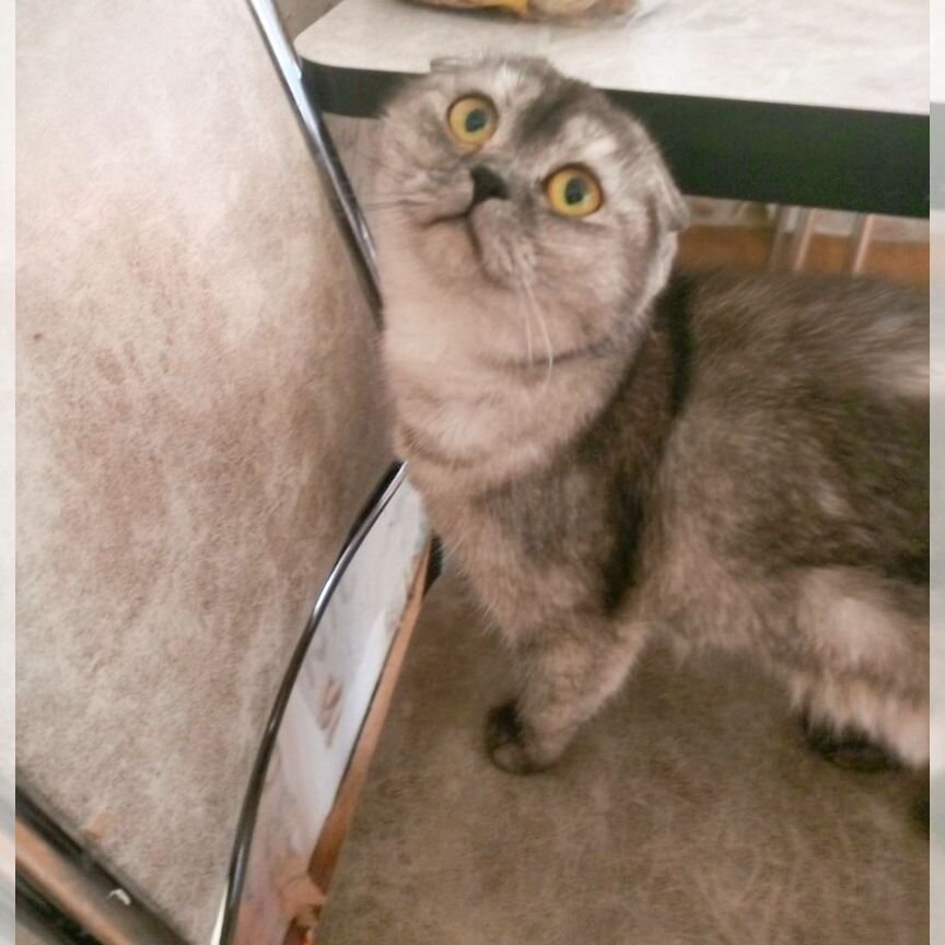 Шотландские вислоухие