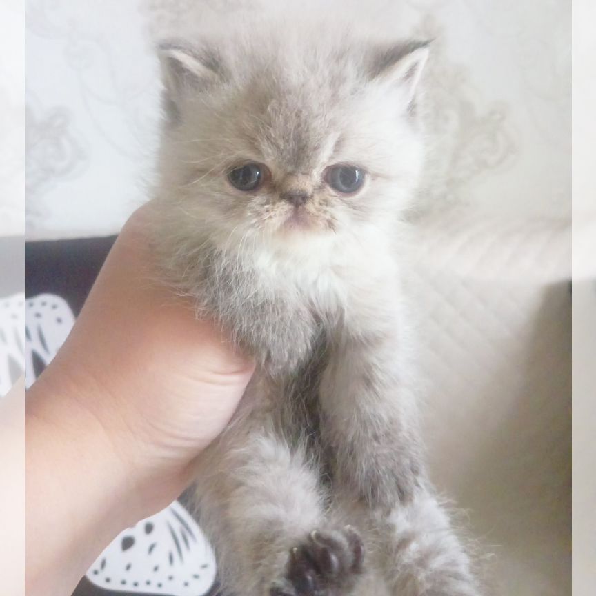 Котята персы экзоты