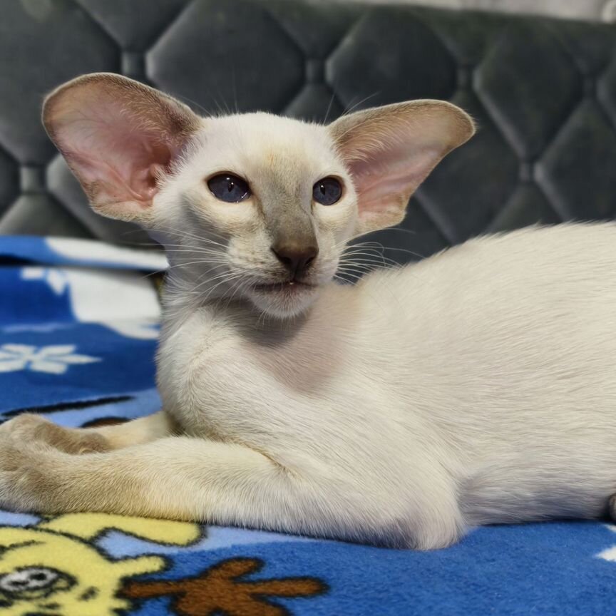 Ориентальный котёнок