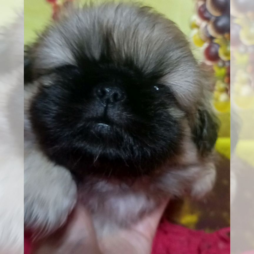 Щеночки пекинеса