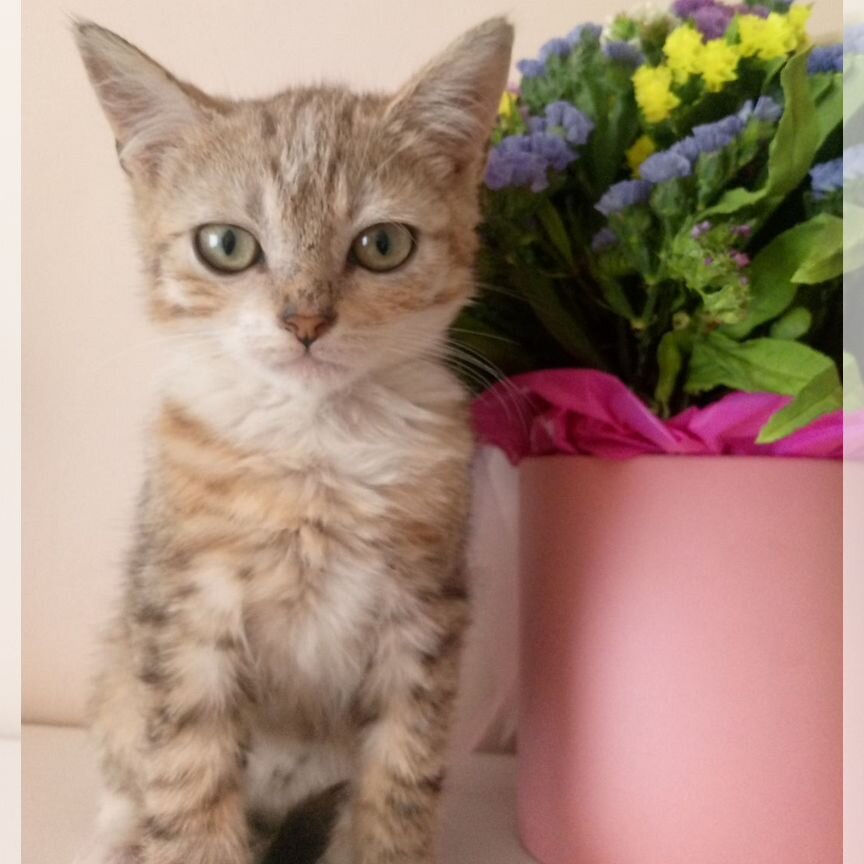 Котята Шотландские бесплатно