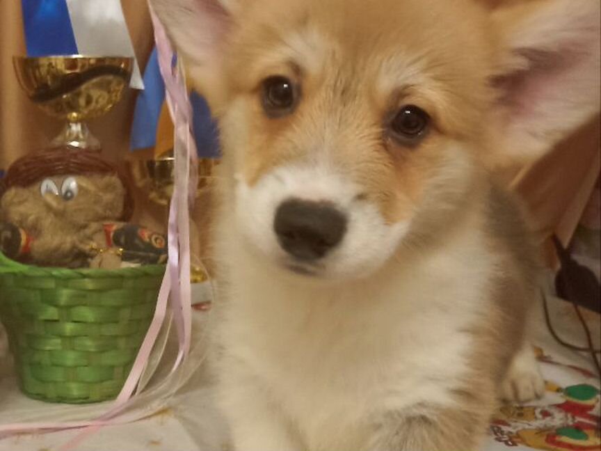 Мальчики Вельш Корги Пемброк