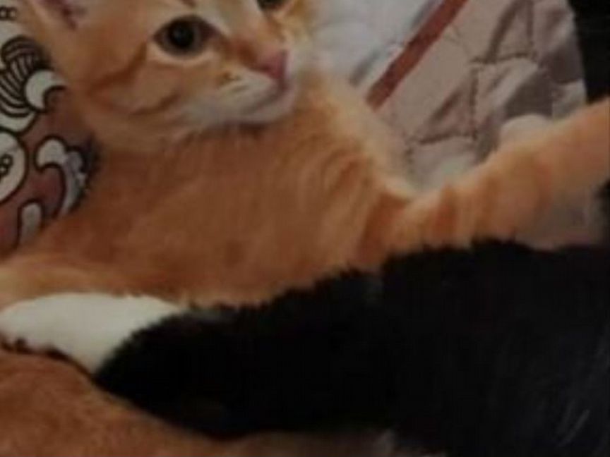 Котики бесплатно в добрые руки