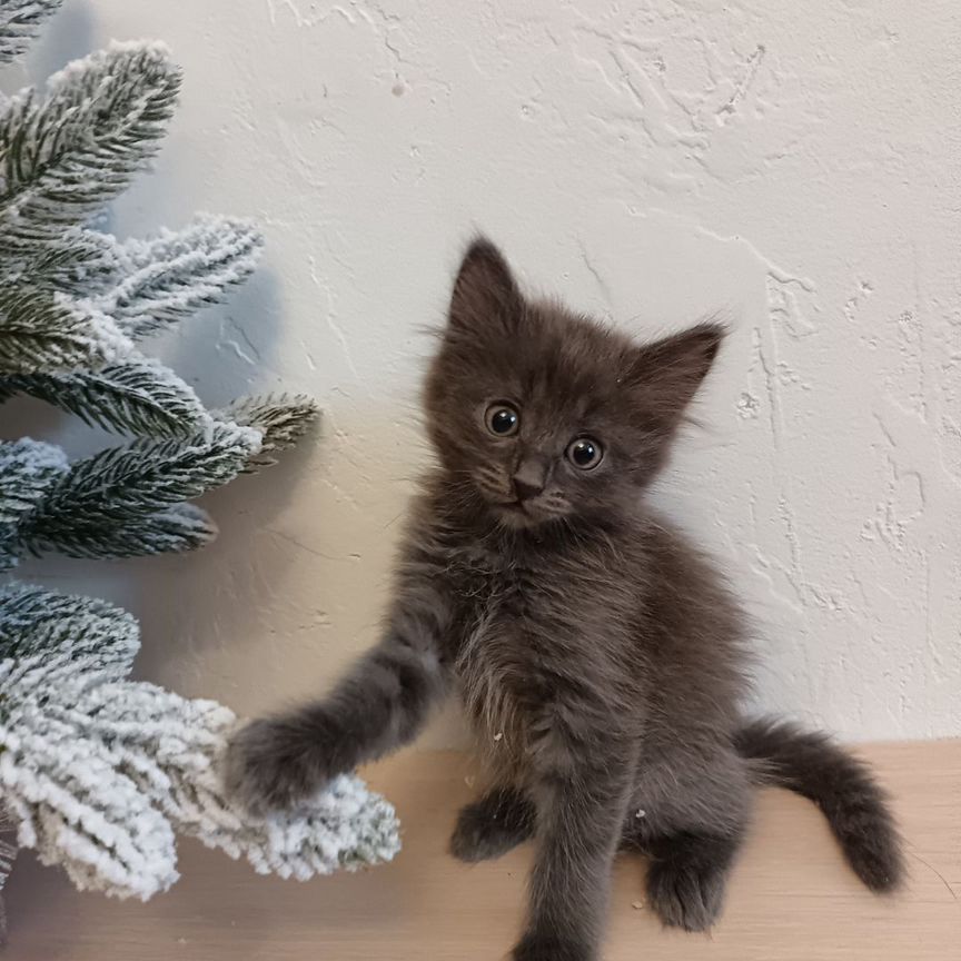 Прямоухие котята