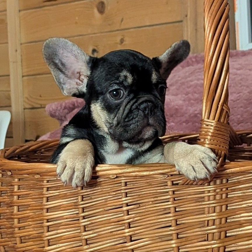 Зеленоглазая девочка французский бульдог