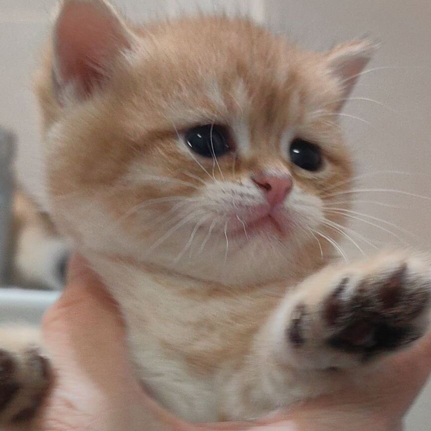 Британский короткошёрстный котёнок