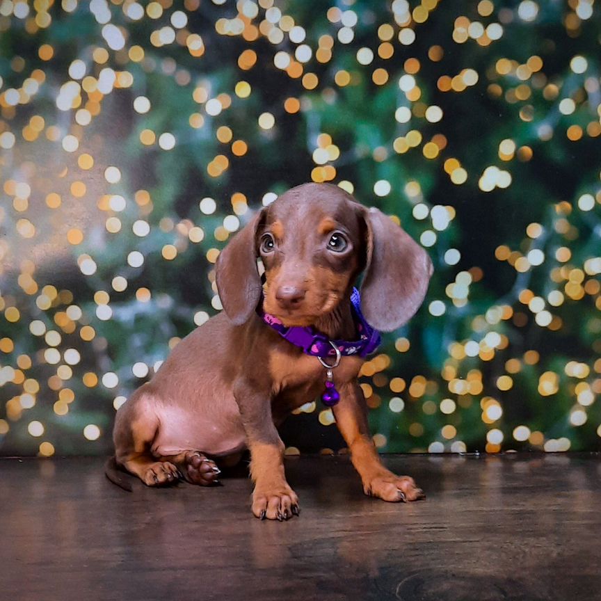 Щенки таксы