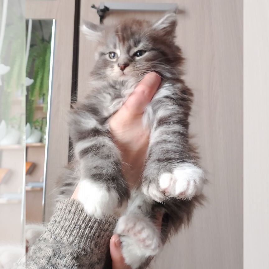 Мейн-кун котёнок