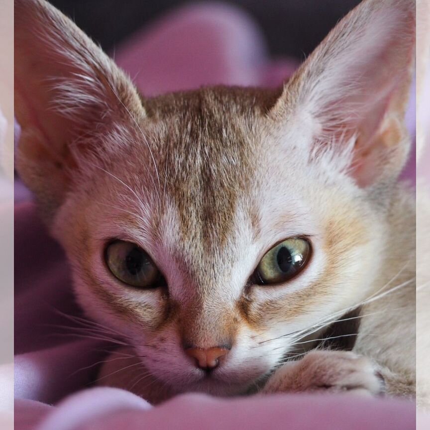 Сингапурская кошка, вязка