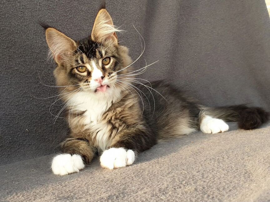 Котята мейн-кун