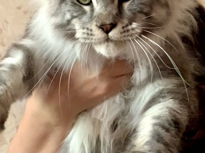 Роскошный Мачо-Кун