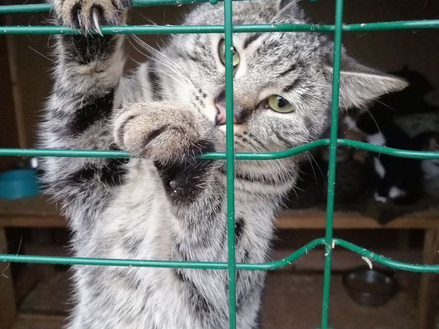 Кошечка Марфуша в хорошие руки бесплатно