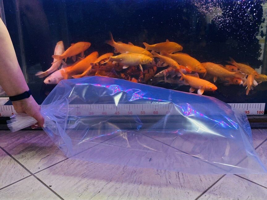 Большие пакеты bodapro для перевозки живых рыб