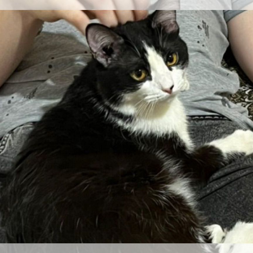 Взрослый кот в добрые руки