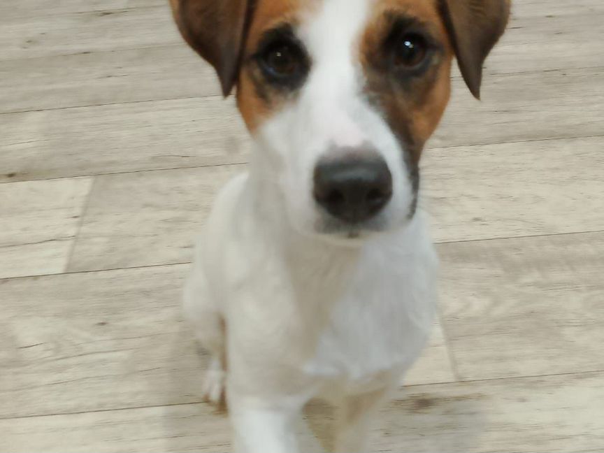 Джек Рассел терьер
