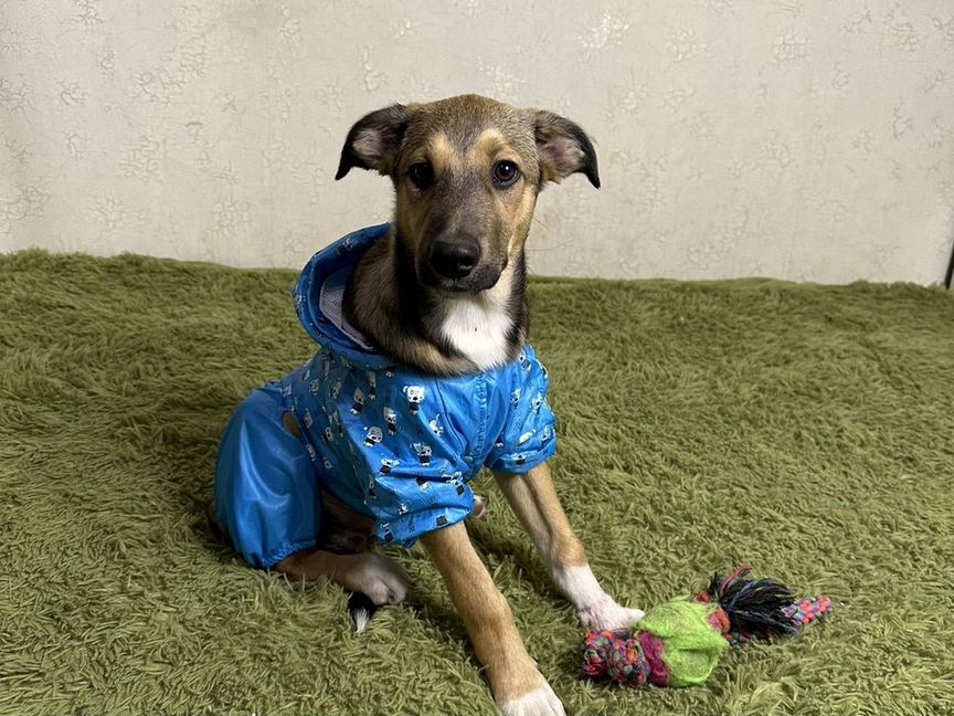 Щенок в добрые руки