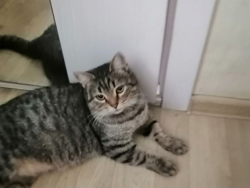 Кошечка ищет маму