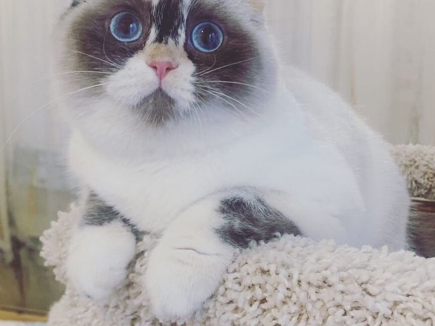 Иванка. Превосходная поинтовая фолда. 7 мес