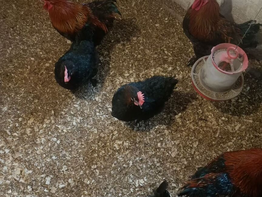 Семья кур породы Маран черно медный