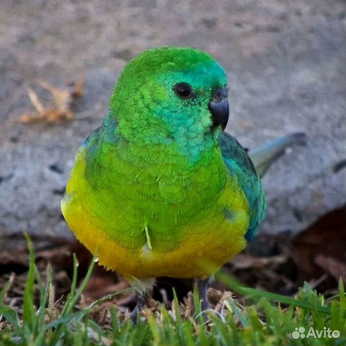 Попугай певчий самка