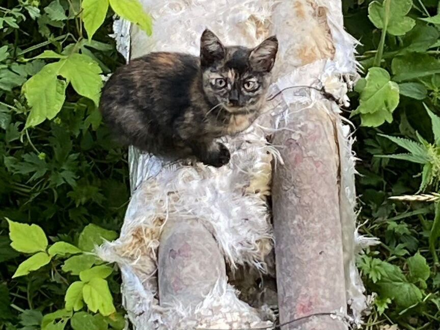 Крохи и мама ищут дом