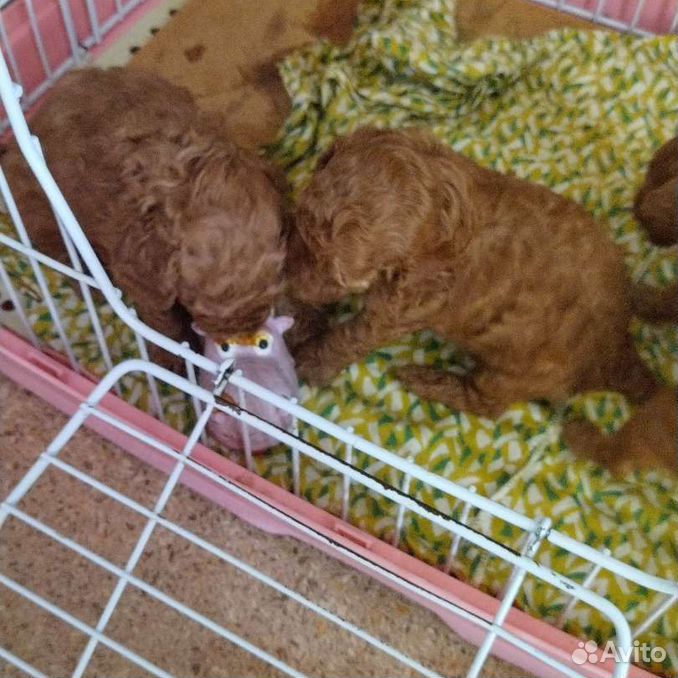 Щеночки той пудель мальчики