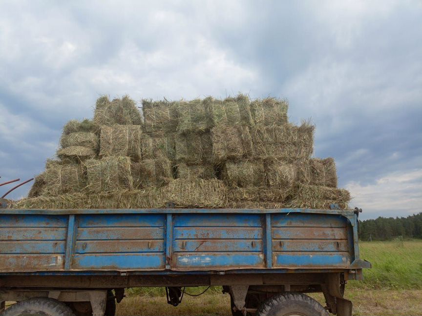 Сено в брикетах калужской обл с Перемышль