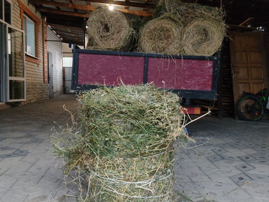 Сено люцерны в мини тюках