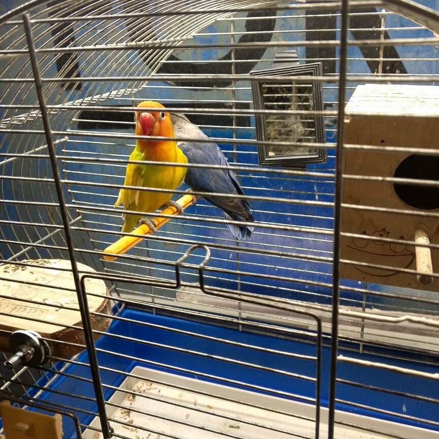 Попугай неразлучники с клеткой