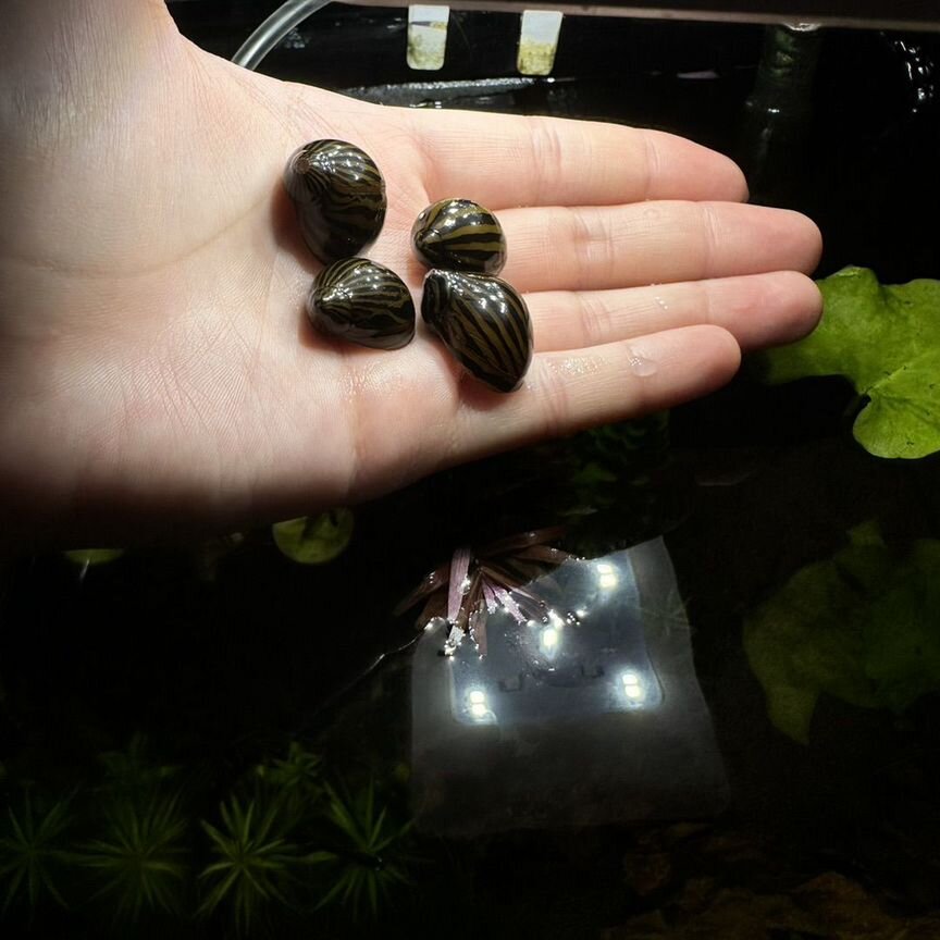 Улитки зебры неретины