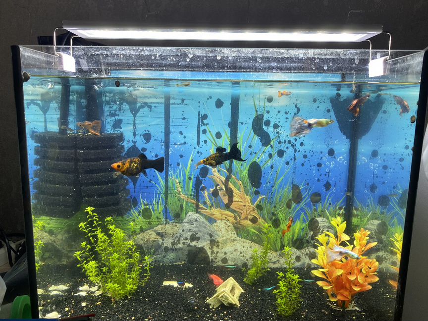 Аквариум с рыбками