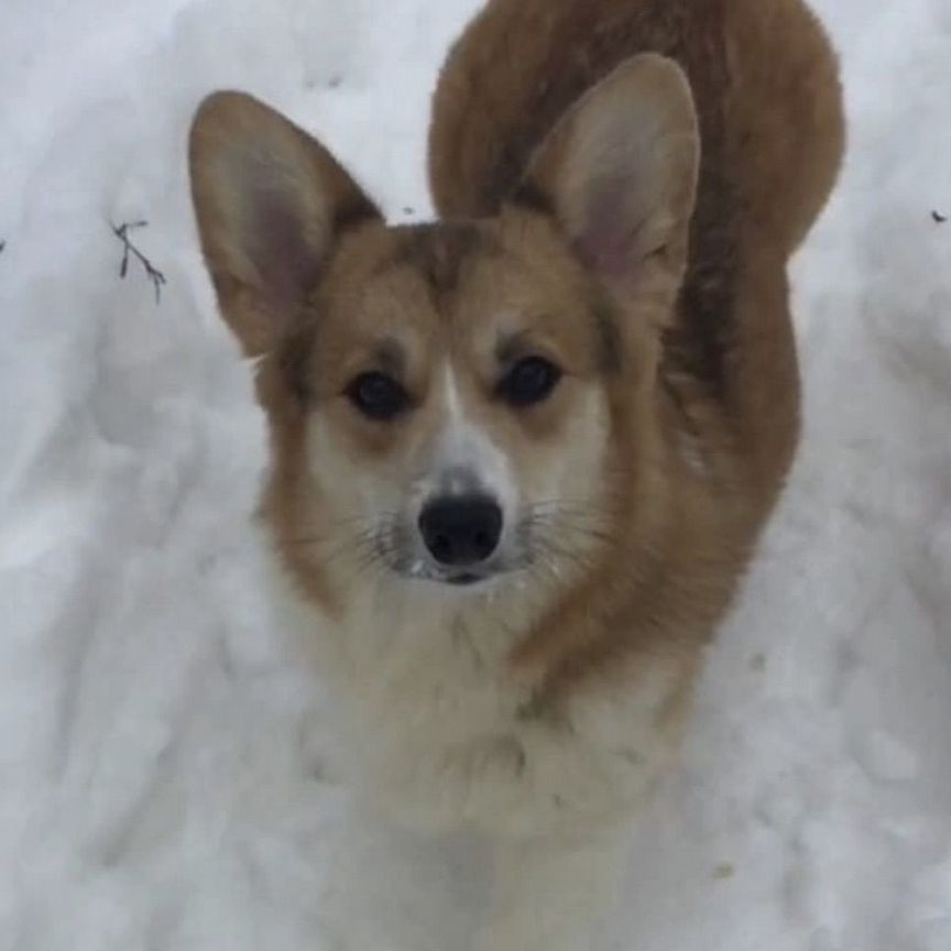 Вельш Корги Пемброк, взрослая собака