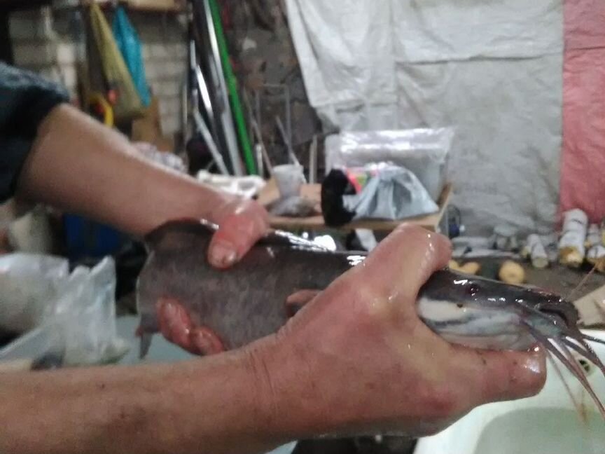 Африканский сом