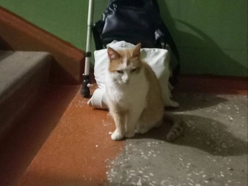 Кошечка ищет Дом