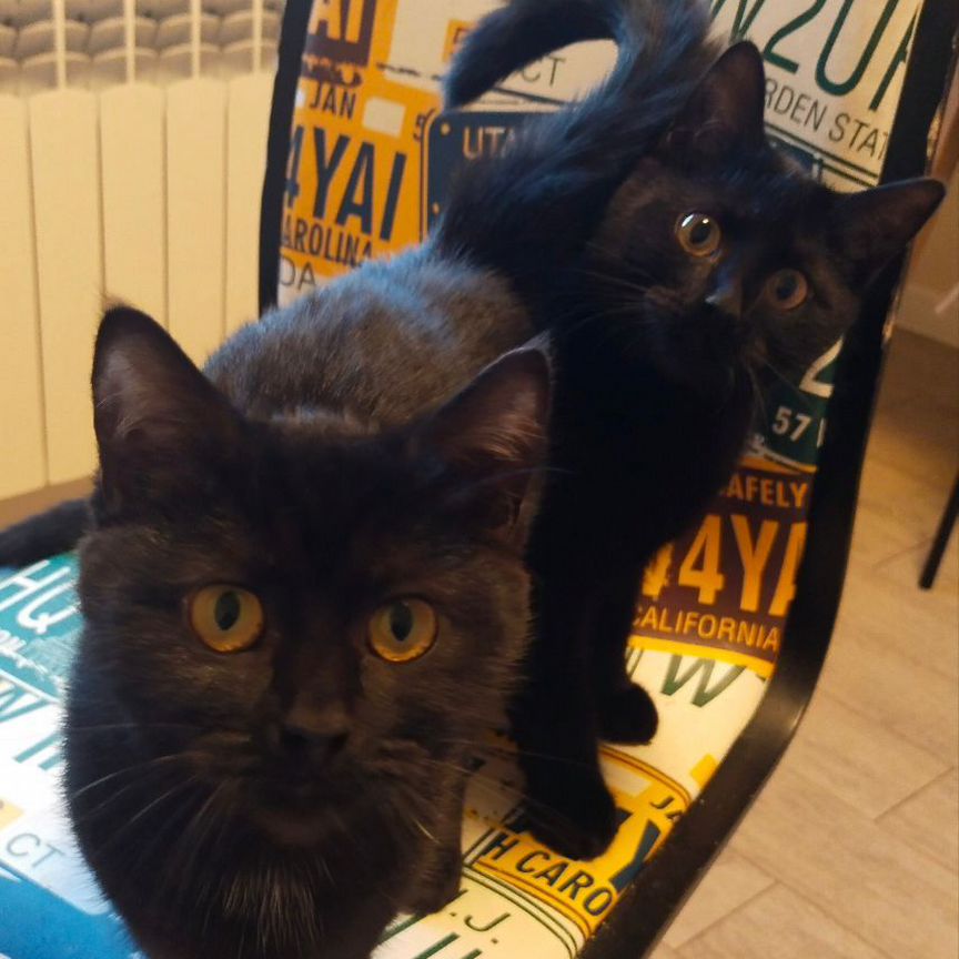 Котята Мила и Лёлик