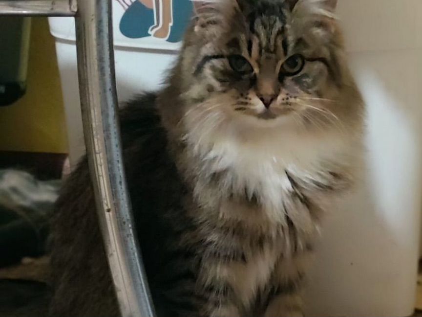 Котенок метис сибирской ищет дом