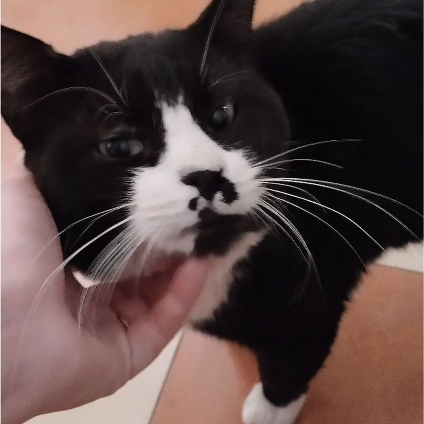 Кот в добрые руки