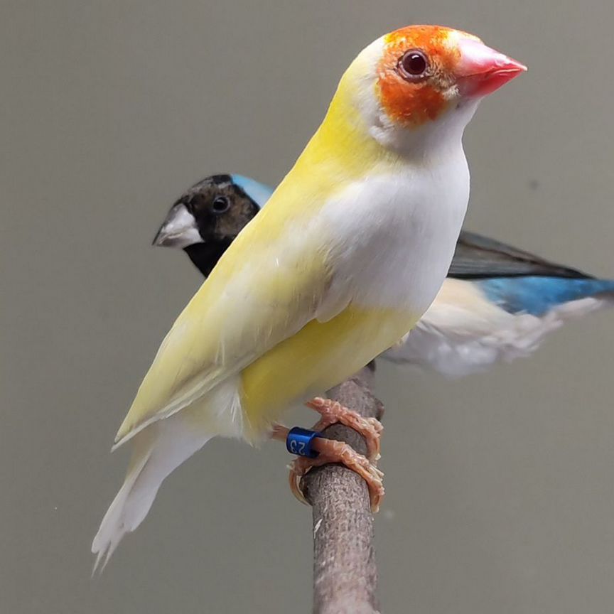 Амадины гульда