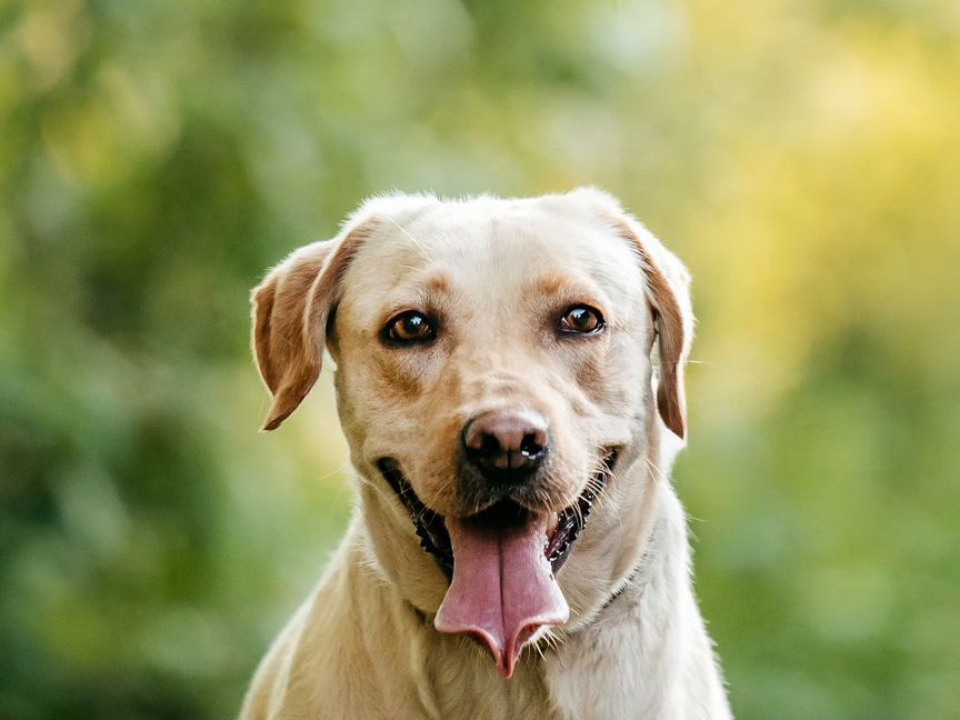 Лабрадор Вита, трехлапка ищет семью