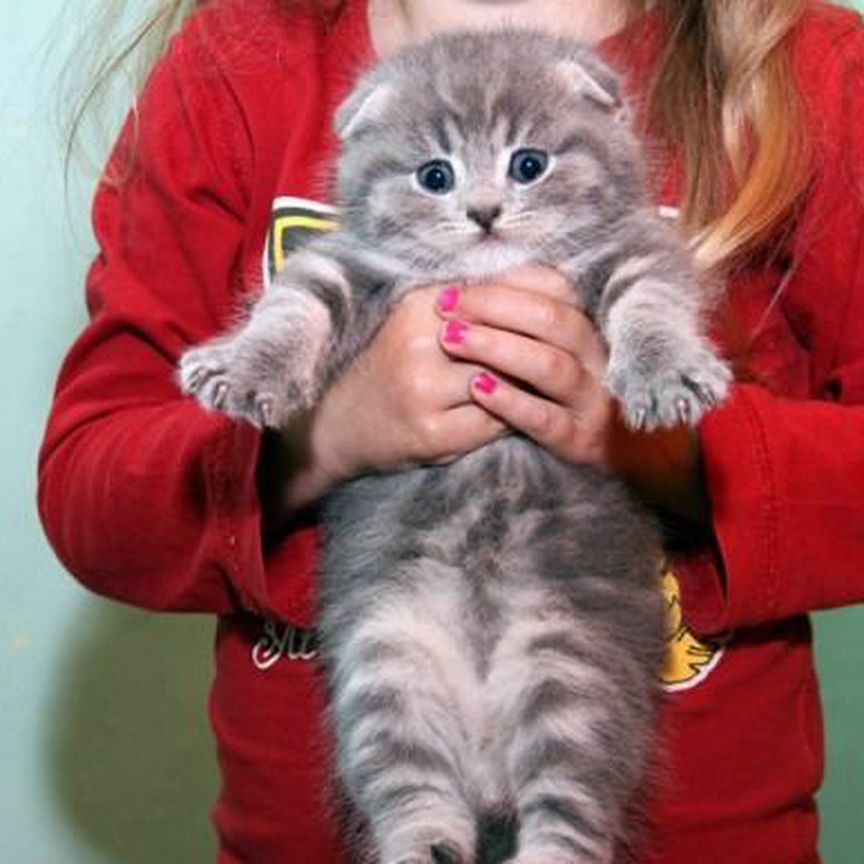Вислоухие котята
