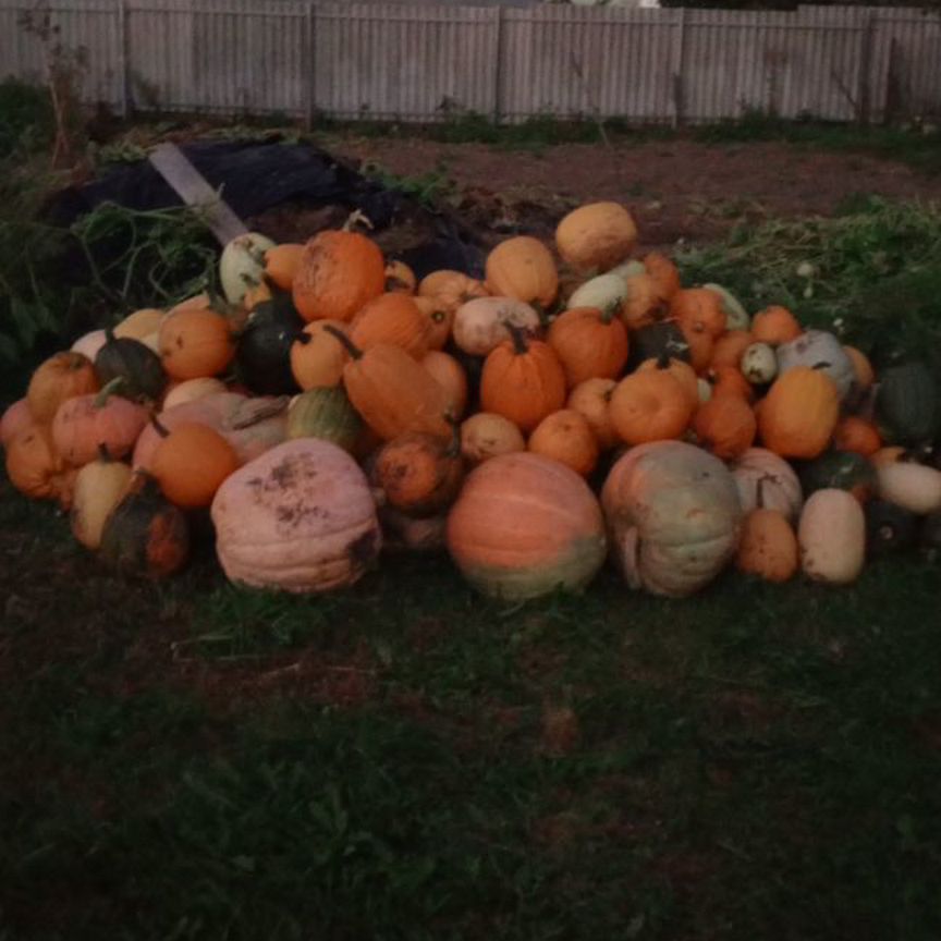 Продам тыкву